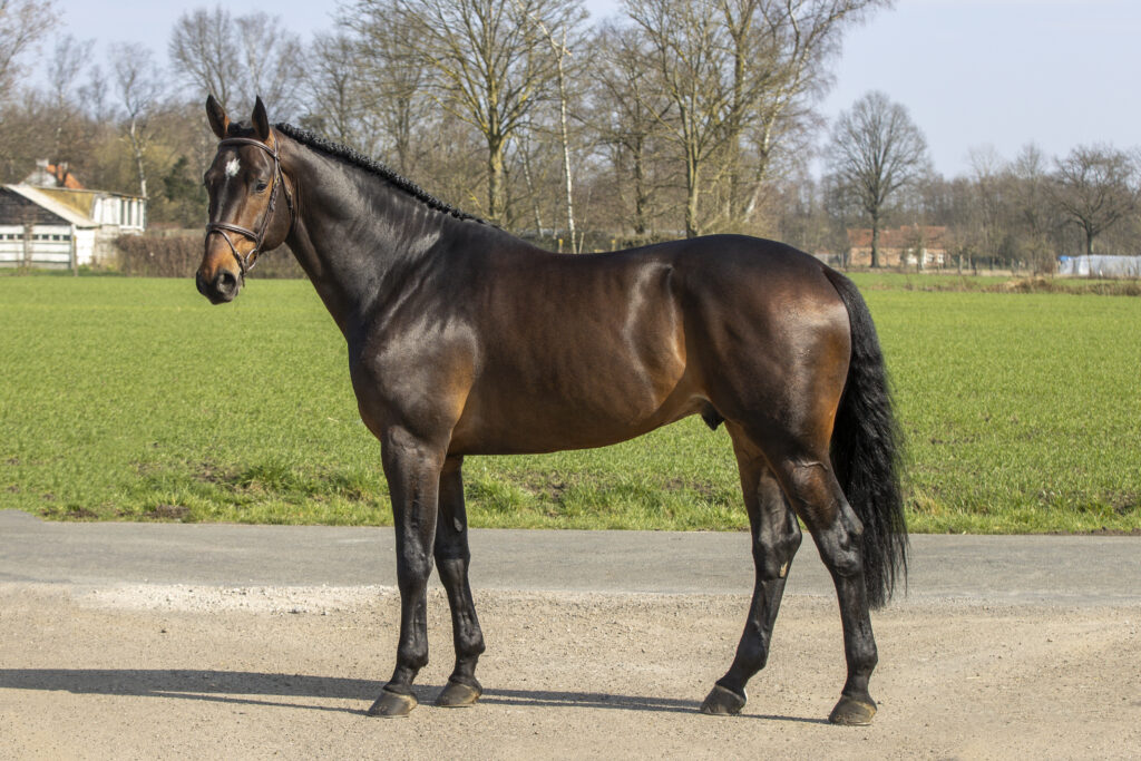 Paarden | Cavallini Horses