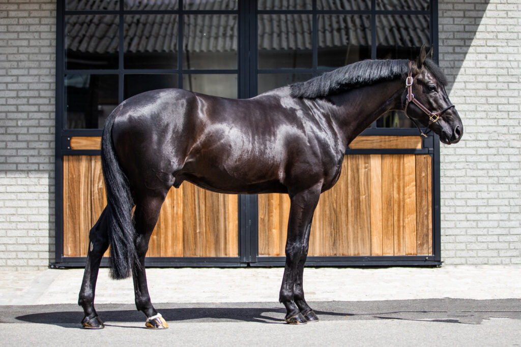 Referenties | Cavallini Horses