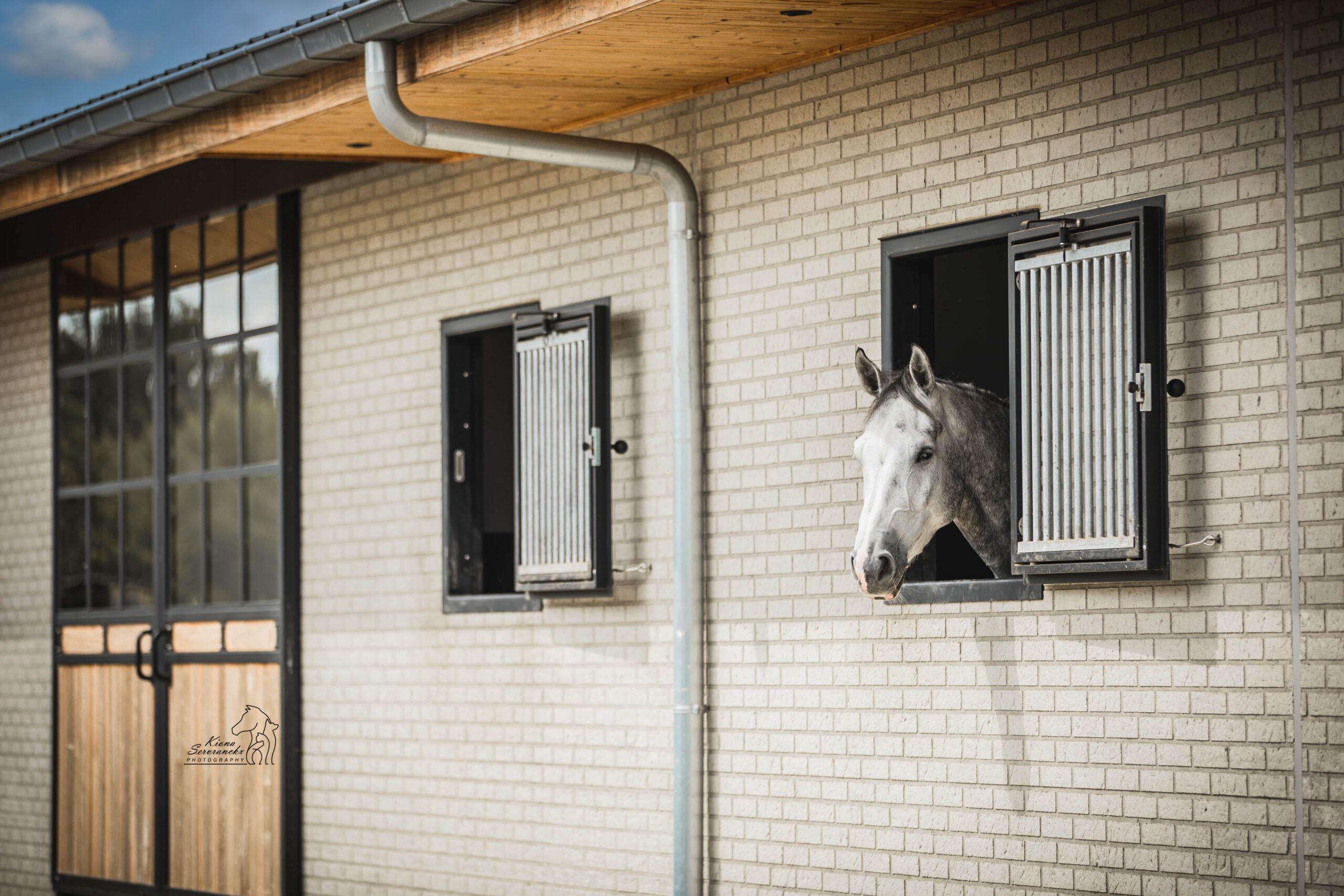Stoeterij | Cavallini Horses